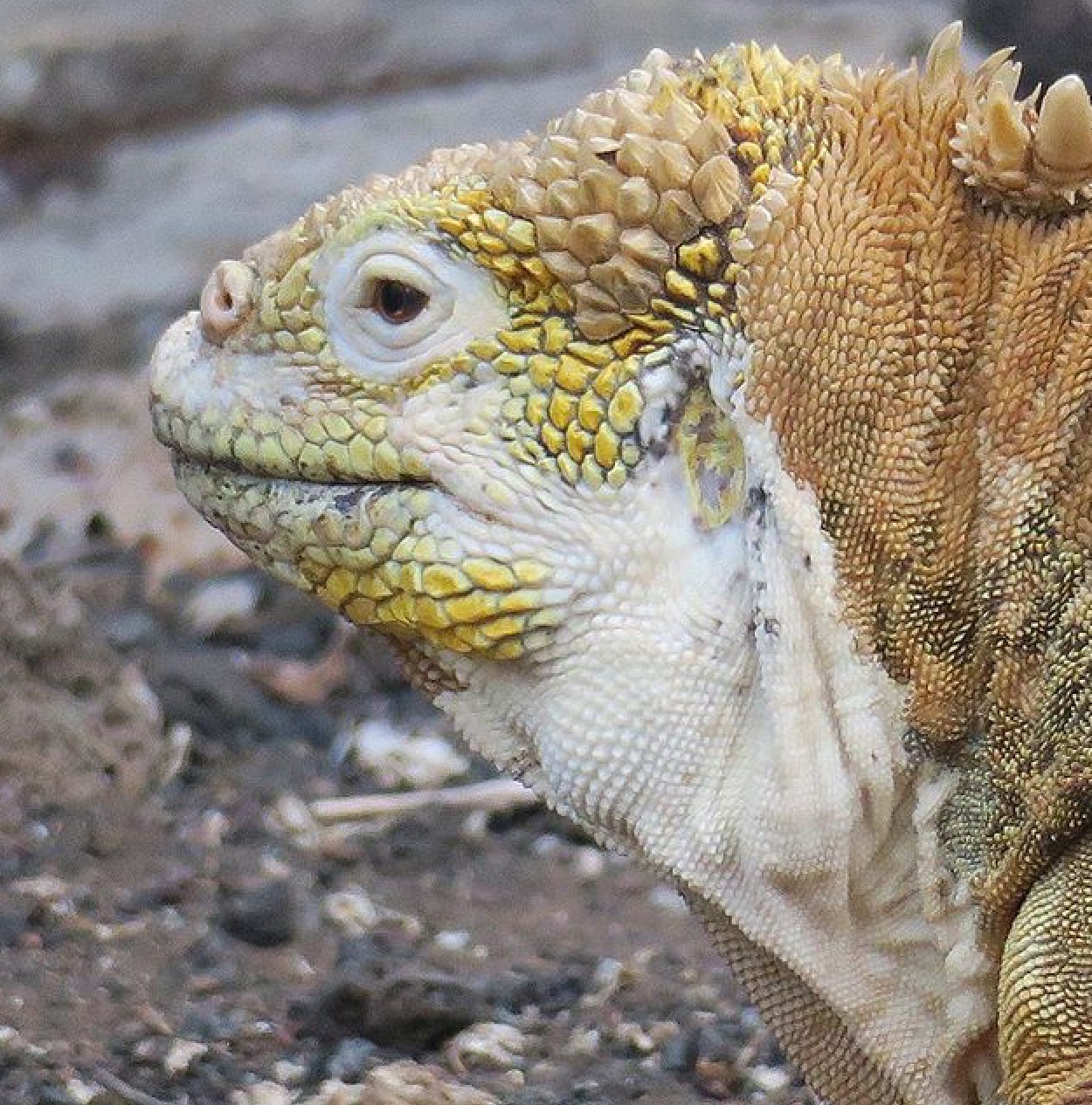IGUANAS AND LIZARDS – THE MINI DRAGONS OF THE GALAPAGOS: PART 1 ...