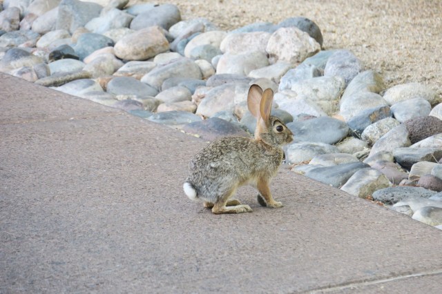 SCOTTSDALE, ARIZONA. PART 2 – THE CHARISMATIC CREATURES OF THE DESERT ...